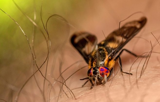 Hulvaton kikka leviää: Näin paarma ei pure sinua! | Terveyden Asialla